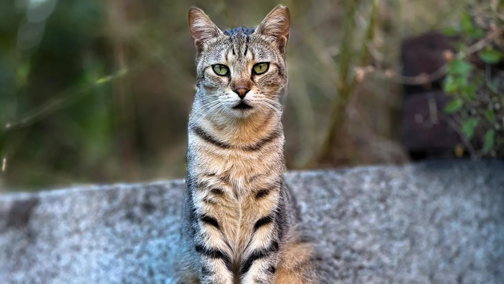 Paseos supervisados mejoran la conducta y salud mental de los gatos ...