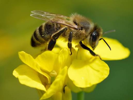 En alerta Aguascalientes por picaduras de abejas y avispas – El Clarinete